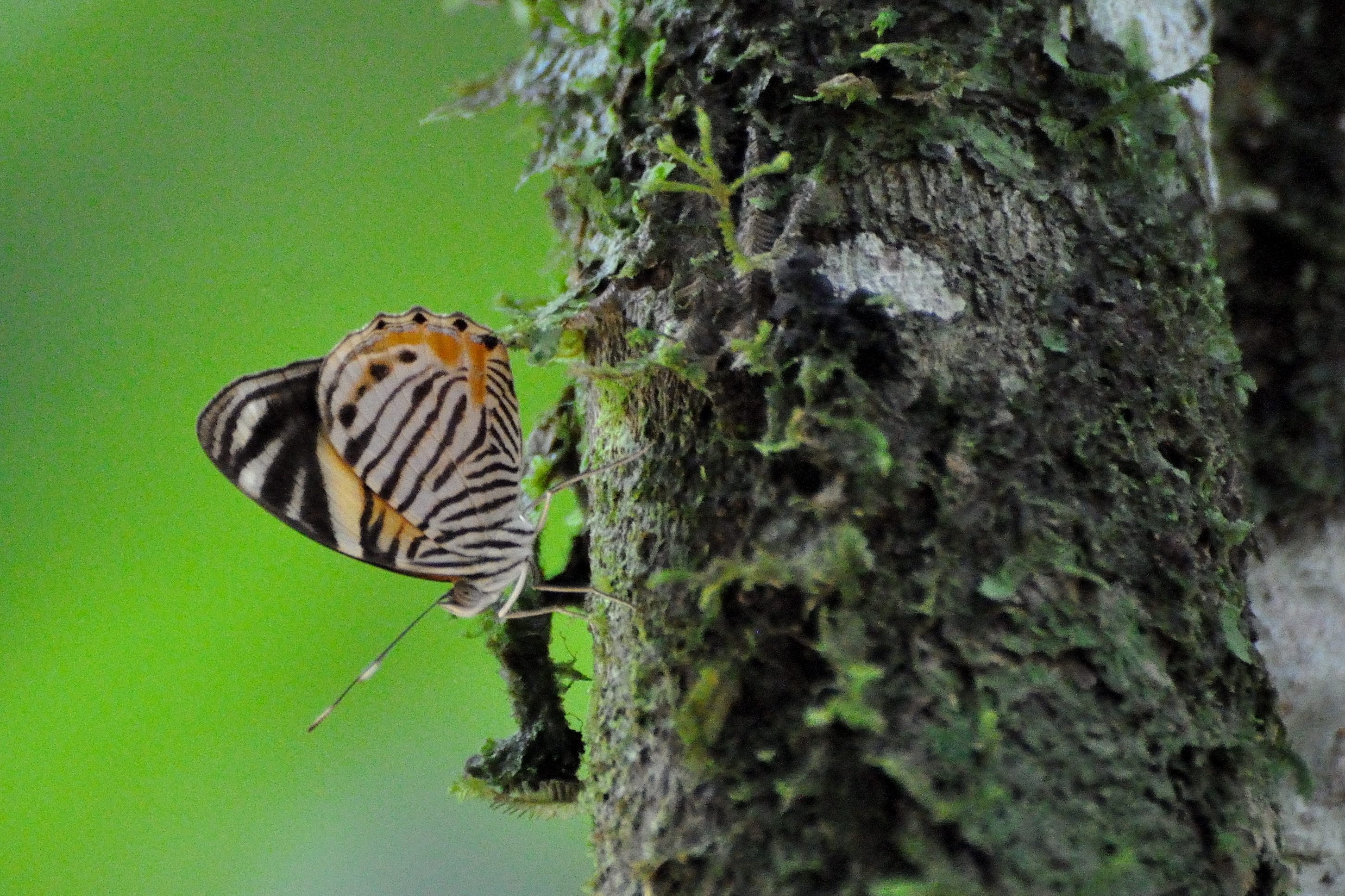 2012 Ecuador Butterfly Tour - Nymphalidae